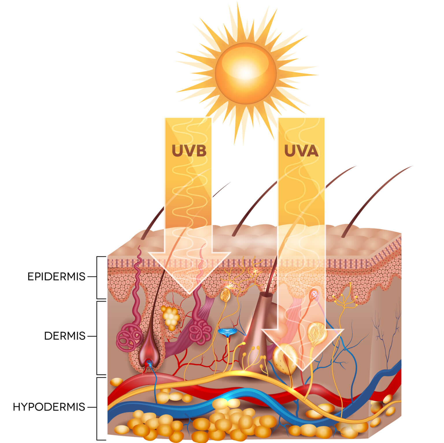 Extrinsic vs. Intrinsic Aging: Understanding the Differences - GalBaia